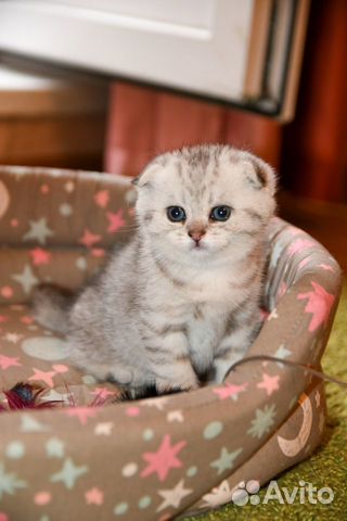 Тигровая малышка Элеонора