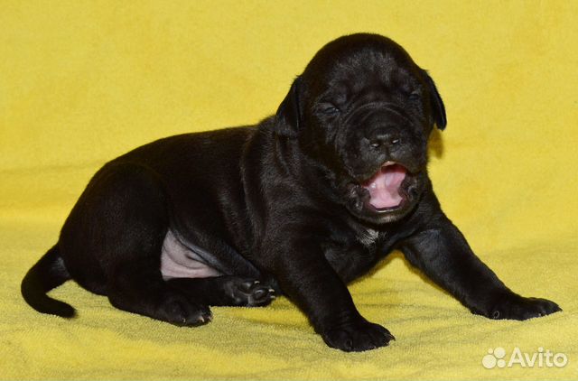 Чёрный кобель прайтер