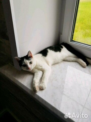 Кошечка Мышка