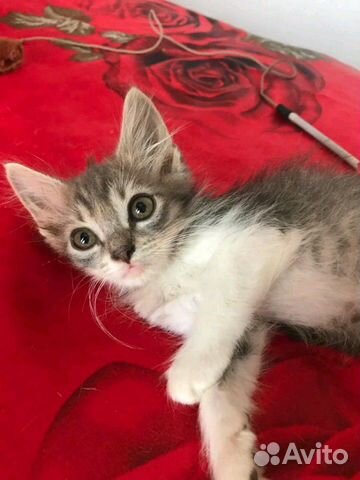 Котенок