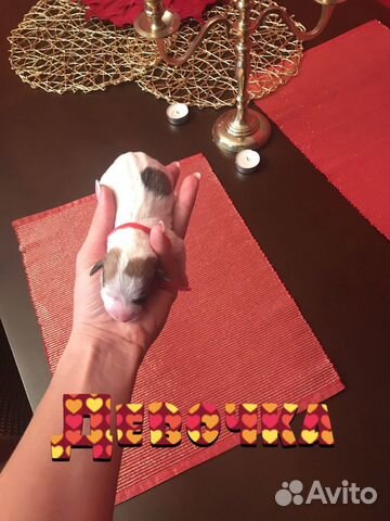 Джек Рассел чистокровные