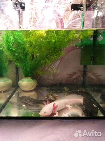 Аквариум с тритонами