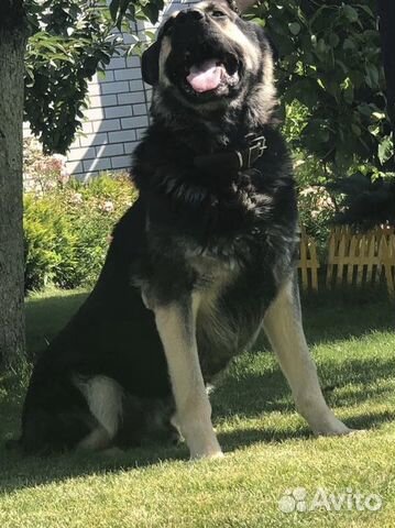 Восточноевропейская овчарка