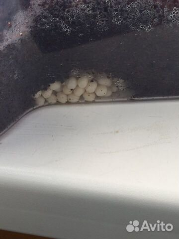 Яйца улитки Фулики