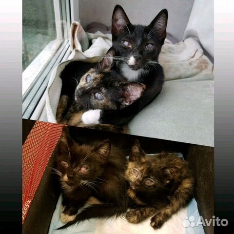 Особенные ласковый котик и кроха-кисуля