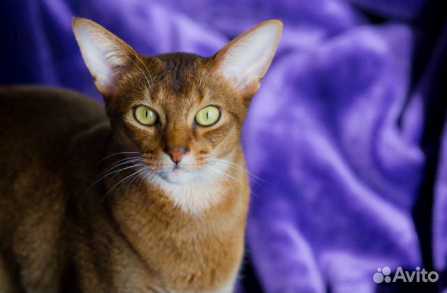 Кот абиссинец