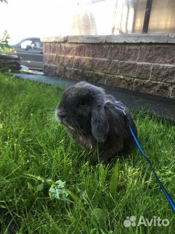 Кролик французский баран