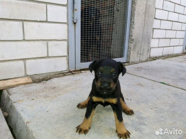 Щенки ягдтерьера