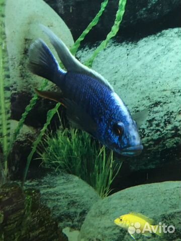 Васильковый хаплохромис (цихлиды)