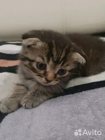 Мальчик вислоушка