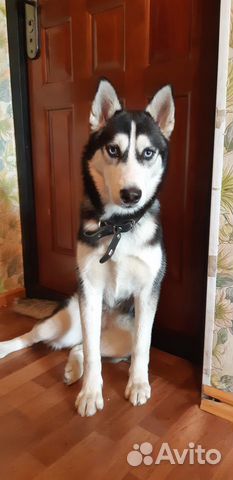 Продам щенка хаски