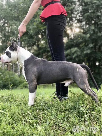 Кобель амстафф на вязку