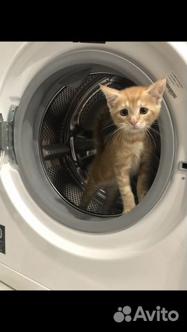 Котёнок Мейкун бесплатно