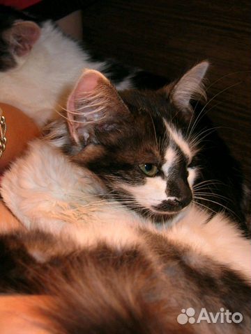 Котенок (девочка) в добрые руки
