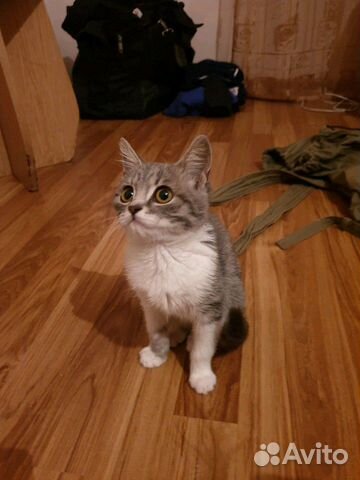 Подаю котёнка Порода: британка, возраст: 3 месяца
