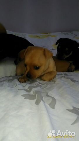 Той-терьеры малышы