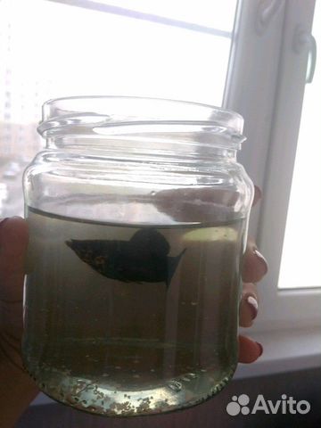 Отдам бесплатно молинезию