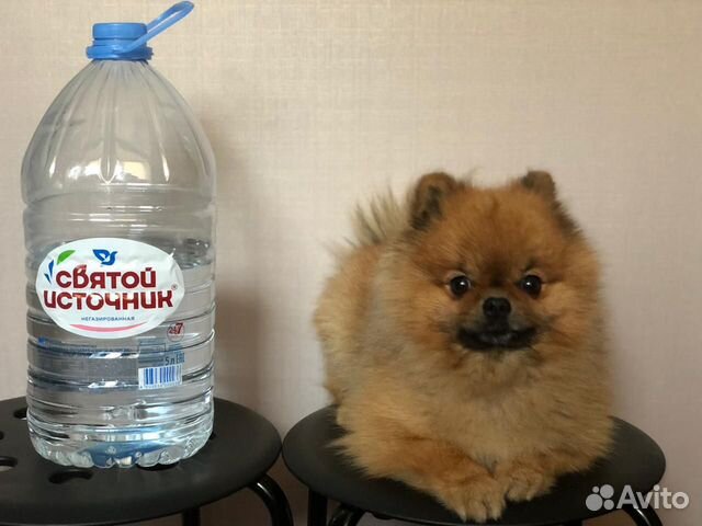 Шпиц для вязки