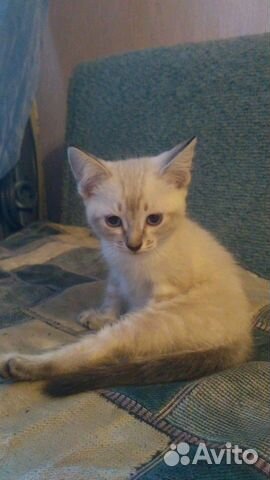 Котенок сиамский