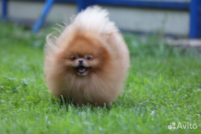 Супер крутой кобель на вязку