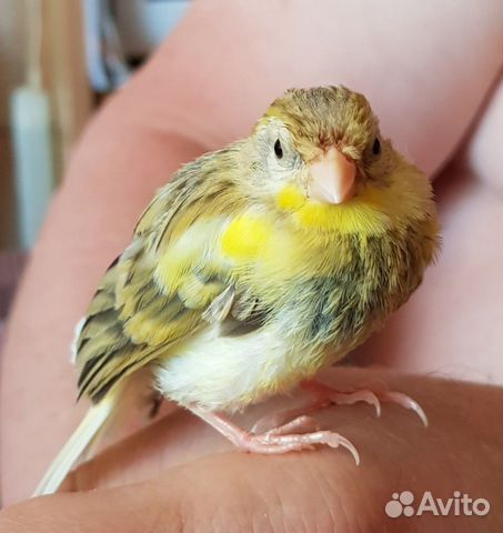Канарейки птенцы