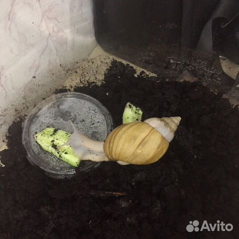 Улитки ахатины альбиносы