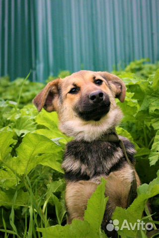 Щенки близняшки