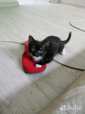Котенок