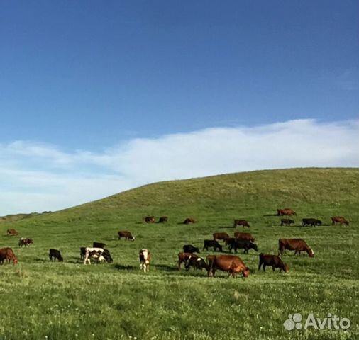 Закрываем ферму и продаём всех животных