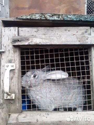 Годовалые самцы и самки. Так же 2-х. Месячные крол