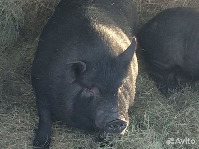 Свиноматка вьетнамская вислобрюхая