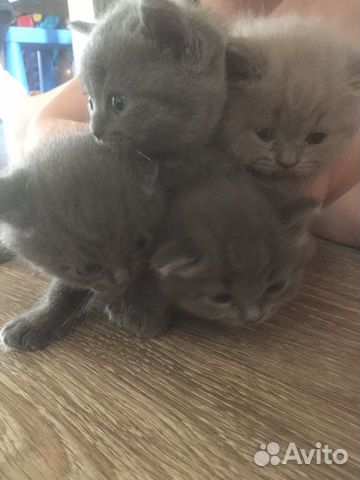 Британские котята