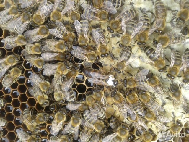 Пчелопакеты.Пчелосемьи