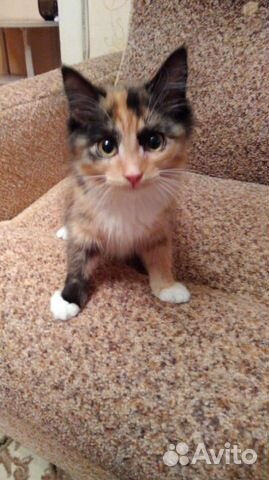 Малышка трехцветочка