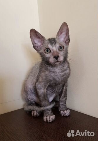 Котята породы Ликой