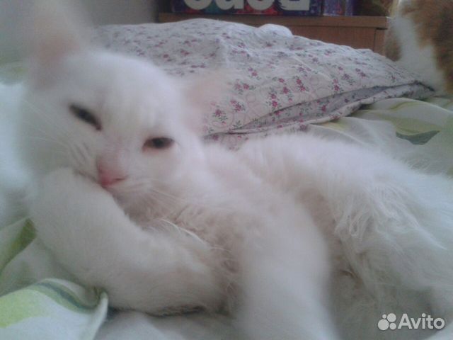 Замечательные пушистики (мальчик и девочка)