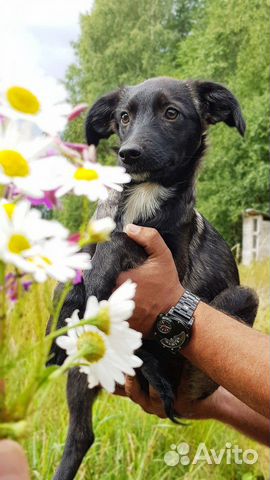 Щенки ищут дом