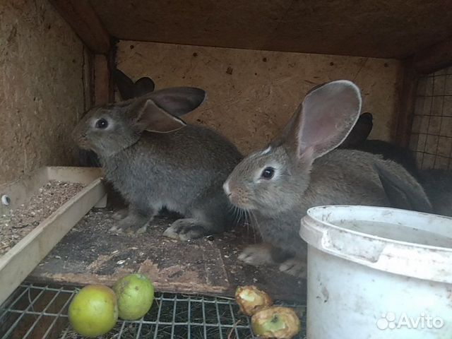 Крольчата породы Серый великан