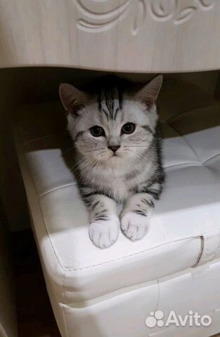 Британский котёнок с документами