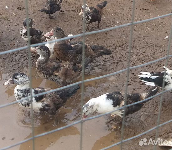 Индоутки подрощеные