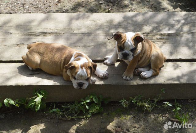 Красивые, породные щенки Английского бульдога