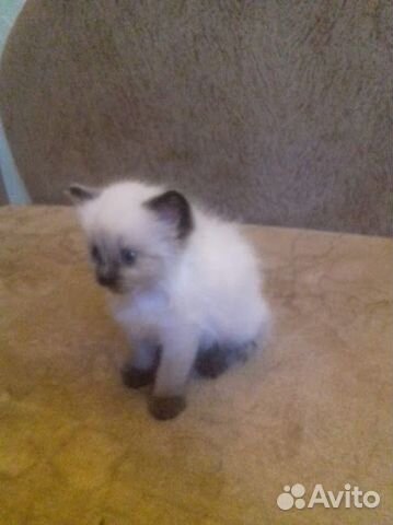 Балинезийский котенок