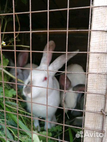 Кролики калифорнийцы самки и самцы