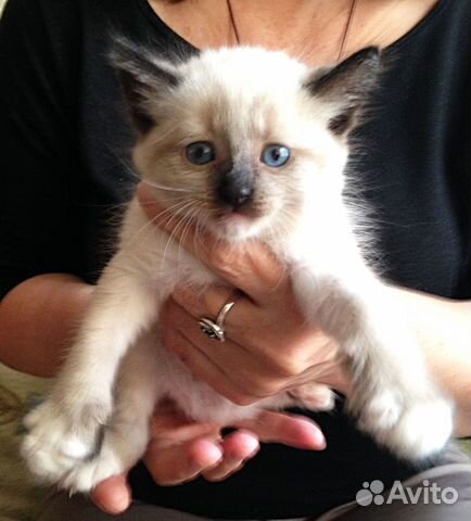 Котёнок в добрые руки. Какая прелесть