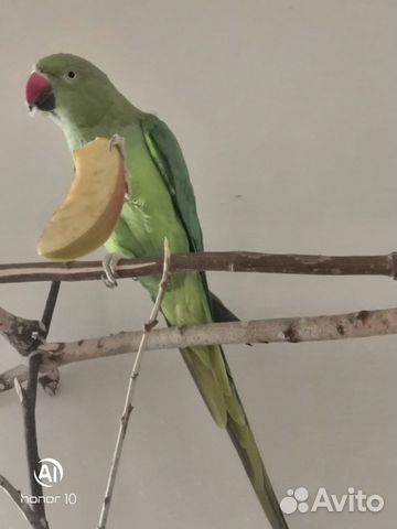 Ручная самочка ожерелового попугая