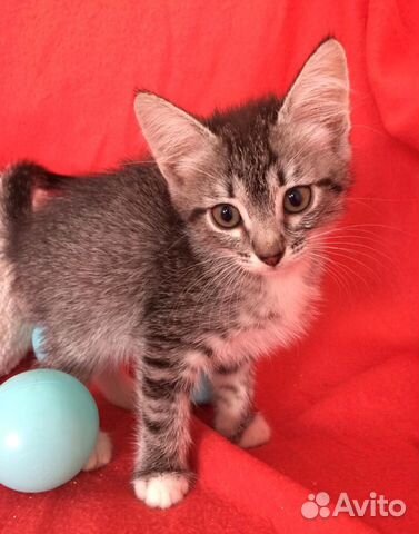 Котенок Кася 2,5 месяца в добрые руки