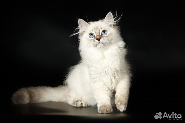 Элитные котята