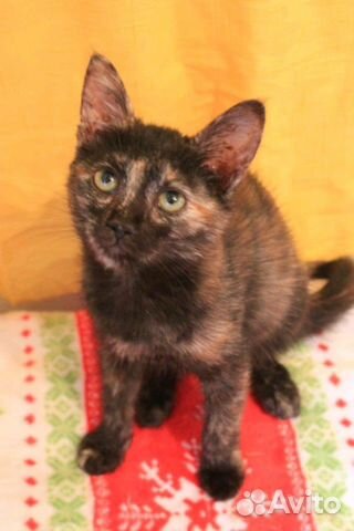 Котенок, черепаховая девочка