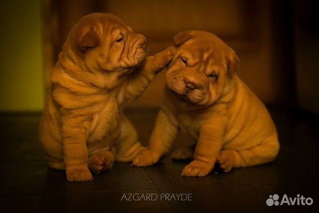 Продаются щенки Шарпея цветных окрасов