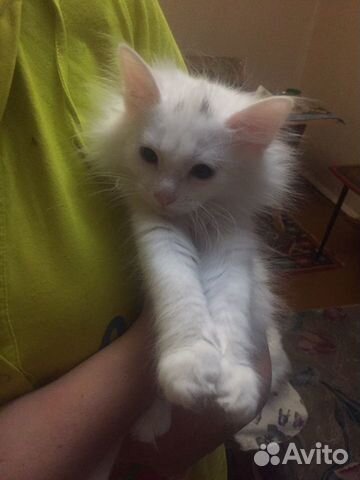 Котёнок девочка 3 месяца турецкая Ангора